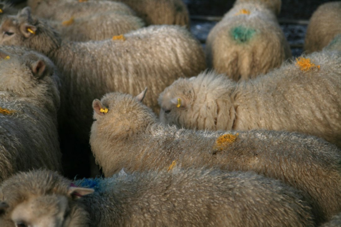 Shetland Wool Week in pictures: part 1 – KDD & Co