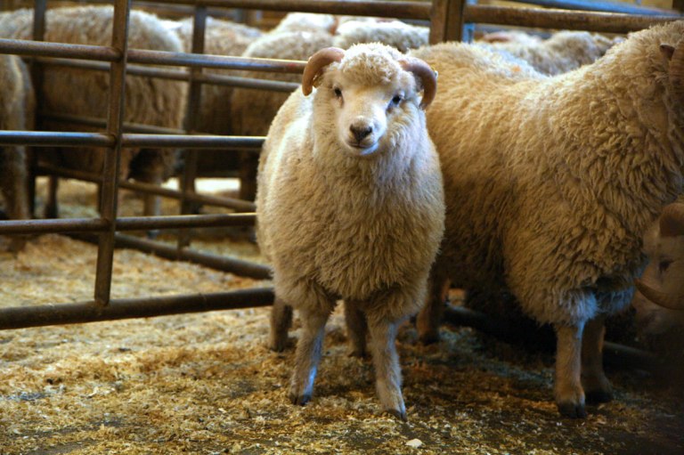 Shetland Wool Week in pictures: part 1 – KDD & Co