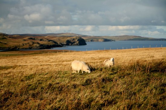 Shetland Wool Week in pictures: part 1 – KDD & Co