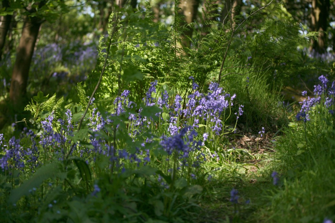 Bluebells – KDD & Co