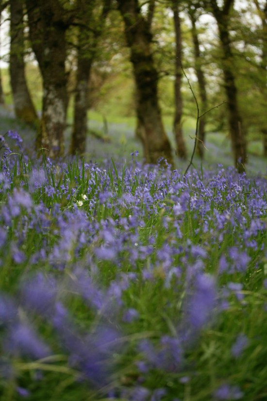 Scottish bluebells – KDD & Co