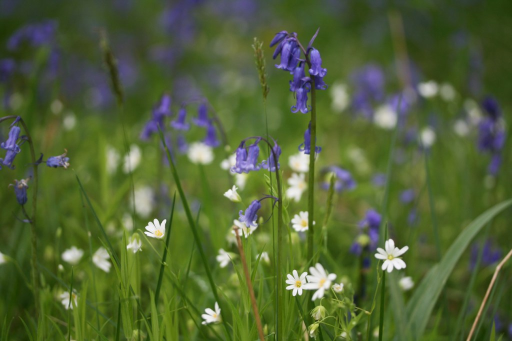 Scottish bluebells – KDD & Co