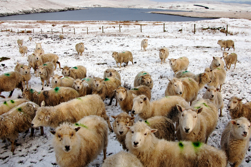 Buachaille – coming soon! – KDD & Co