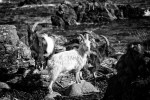 mair goats – KDD & Co