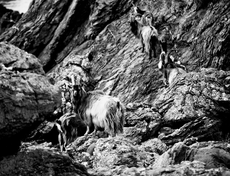 Goat train! – KDD & Co