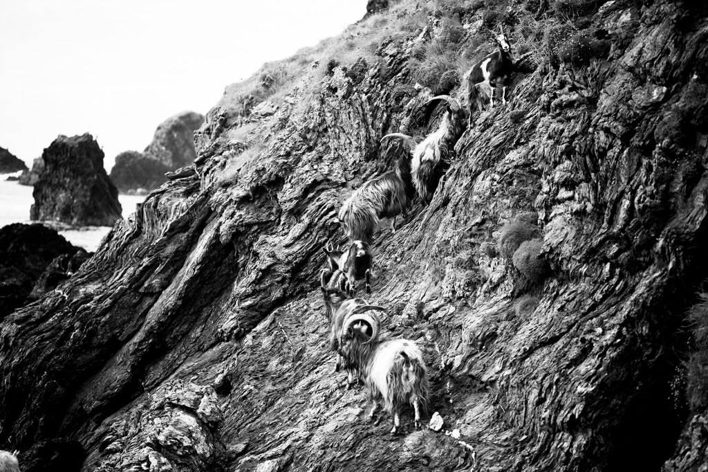 Goat train! – KDD & Co