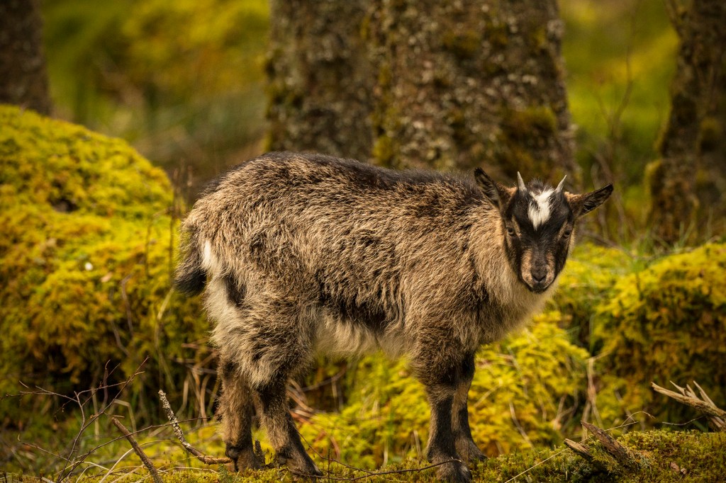 more wild goats – KDD & Co