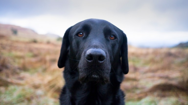 shepherd’s plaid – KDD & Co