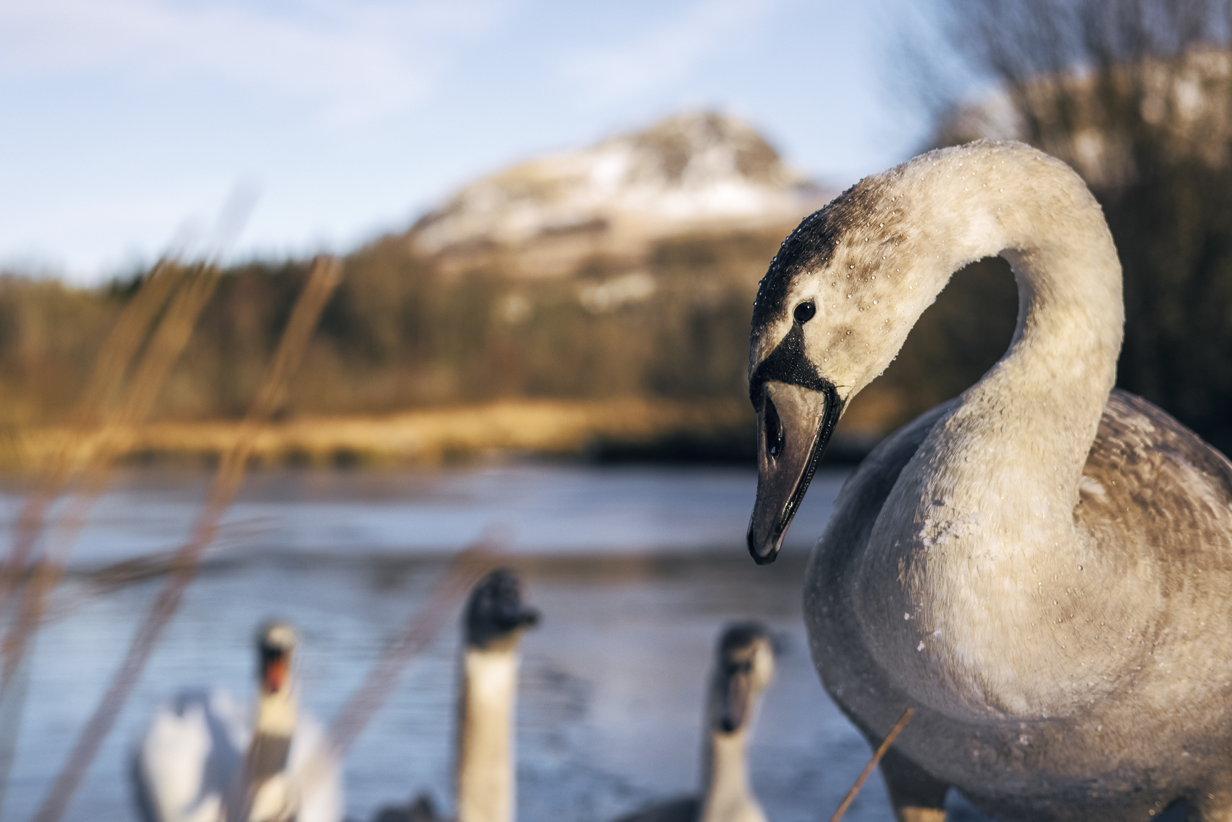 Snow swans-8 – KDD & Co