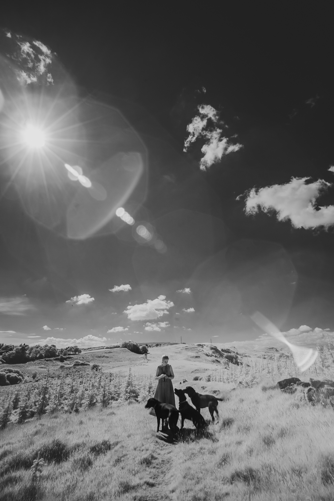infrared dogs-32 – KDD & Co