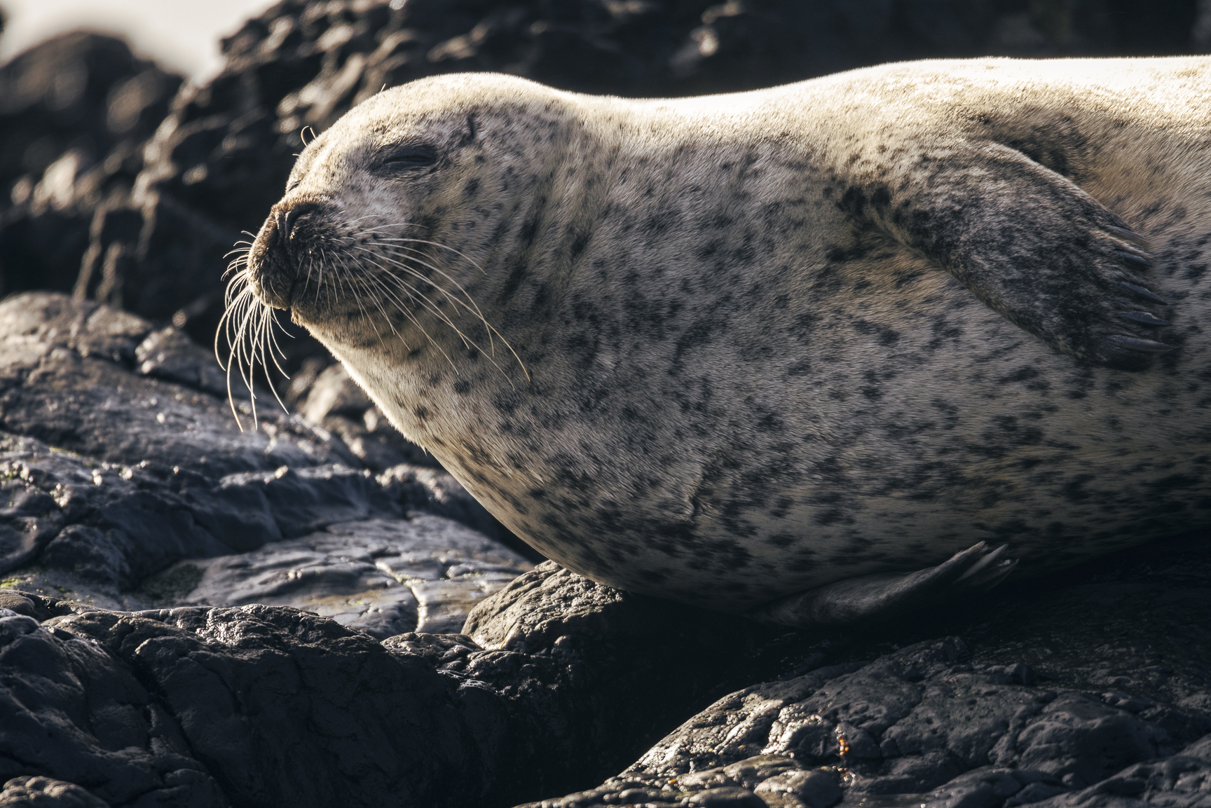 Carskey Bay Seal Pals-16 – KDD & Co
