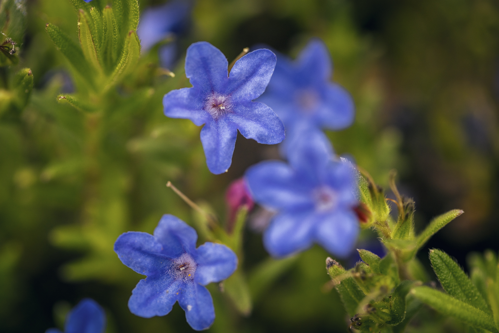 into bloom – KDD & Co