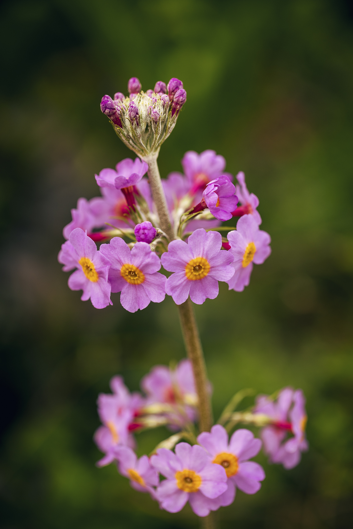 into bloom – KDD & Co