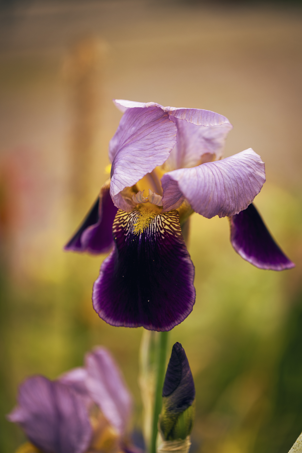 into bloom – KDD & Co