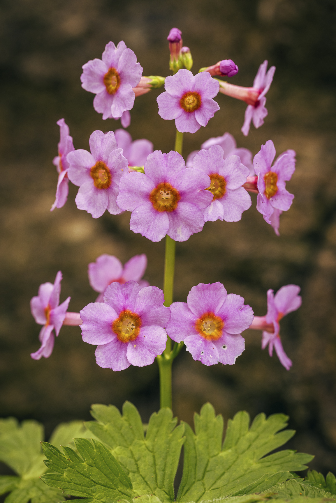 into bloom – KDD & Co