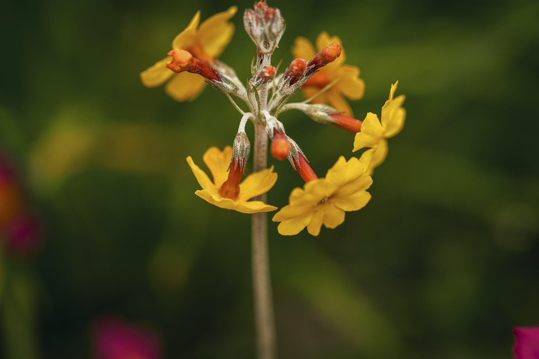 into bloom – KDD & Co