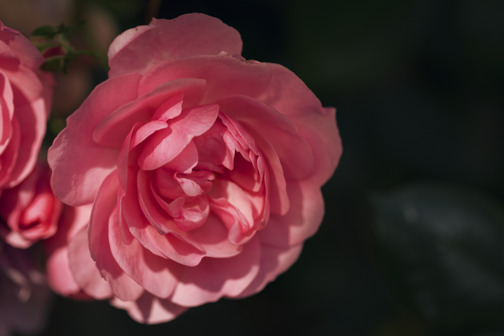 July in the garden – KDD & Co