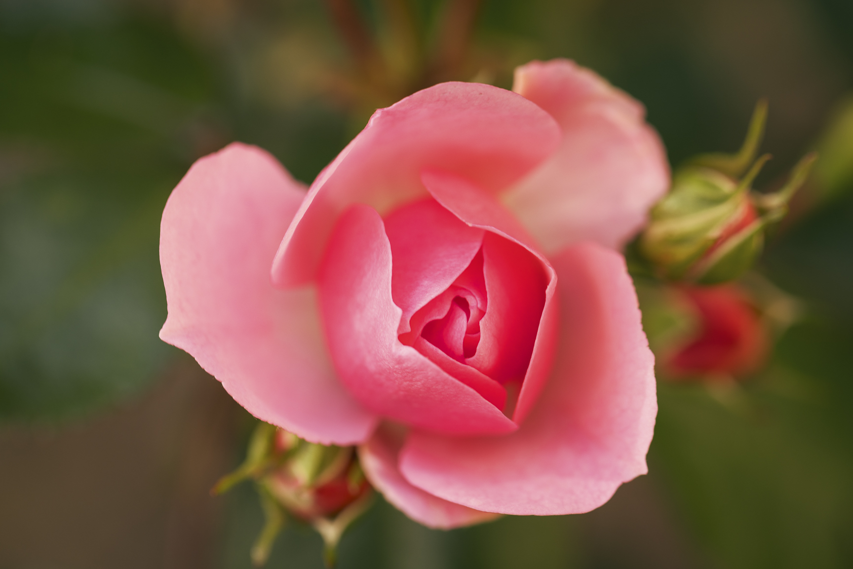 July in the garden – KDD & Co