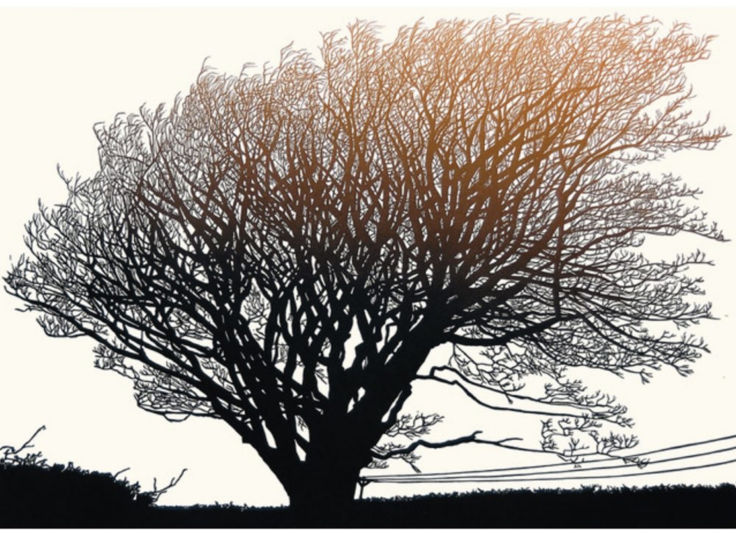 beech – Kate Davies