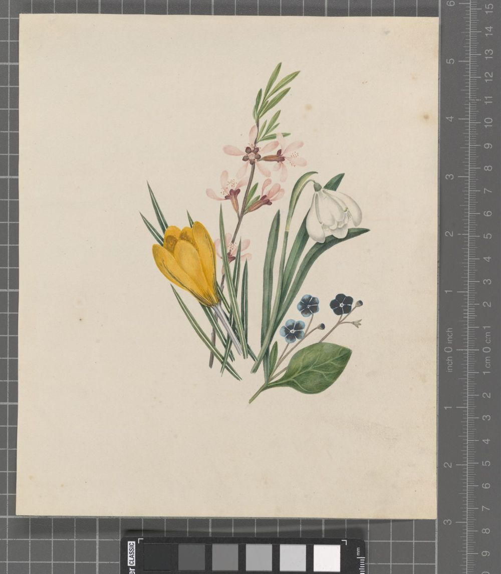 caroline maria applebee 1808 RHS Lindley – KDD & Co