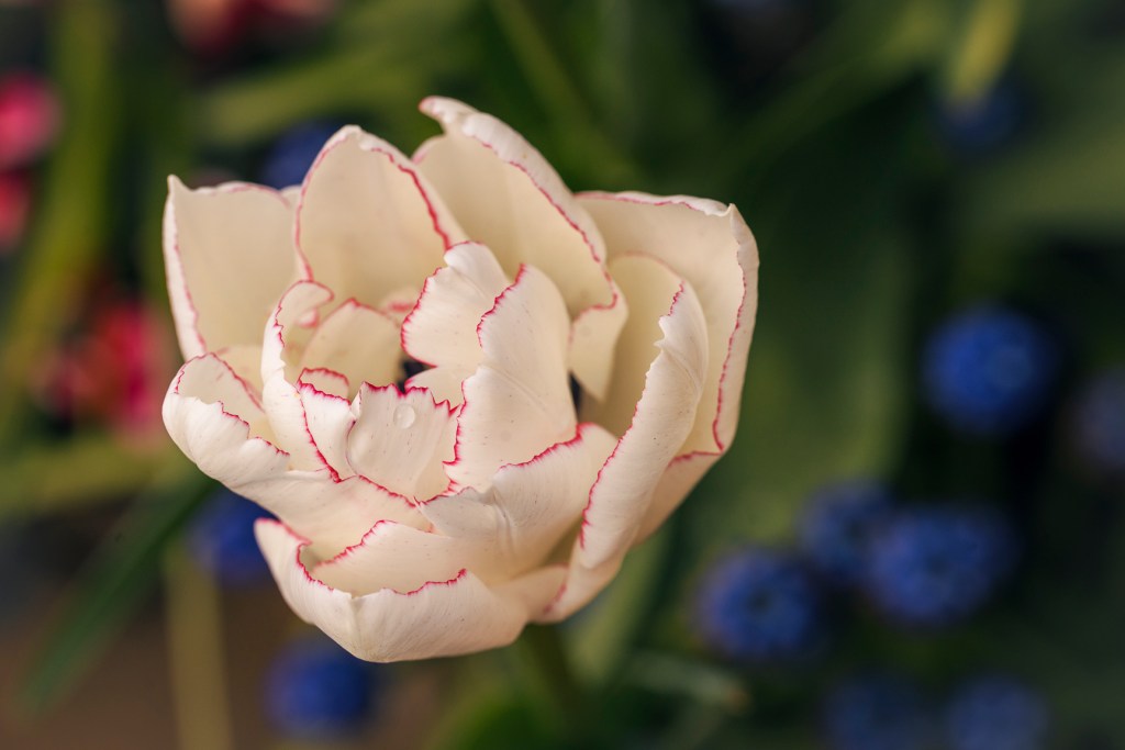 tulip fever – KDD & Co