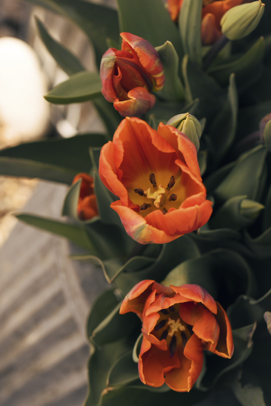 tulip fever – KDD & Co