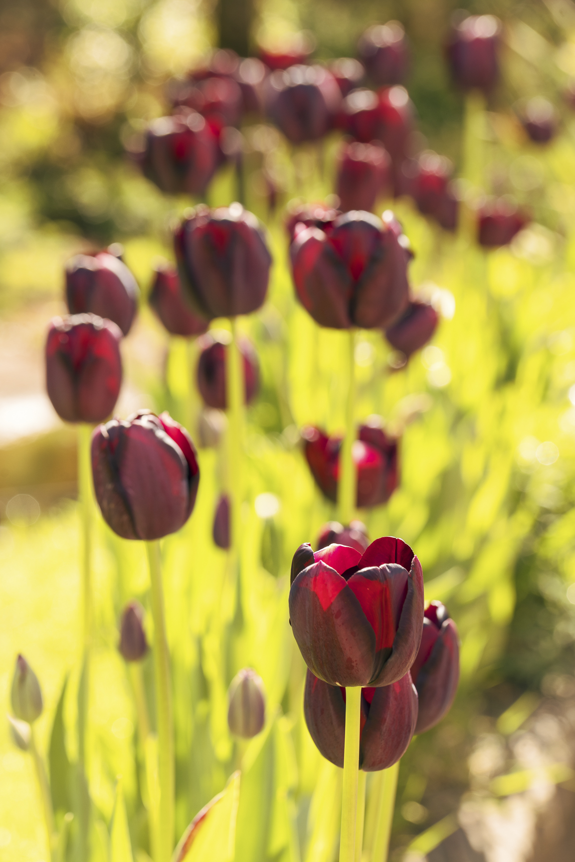 tulip fever – KDD & Co