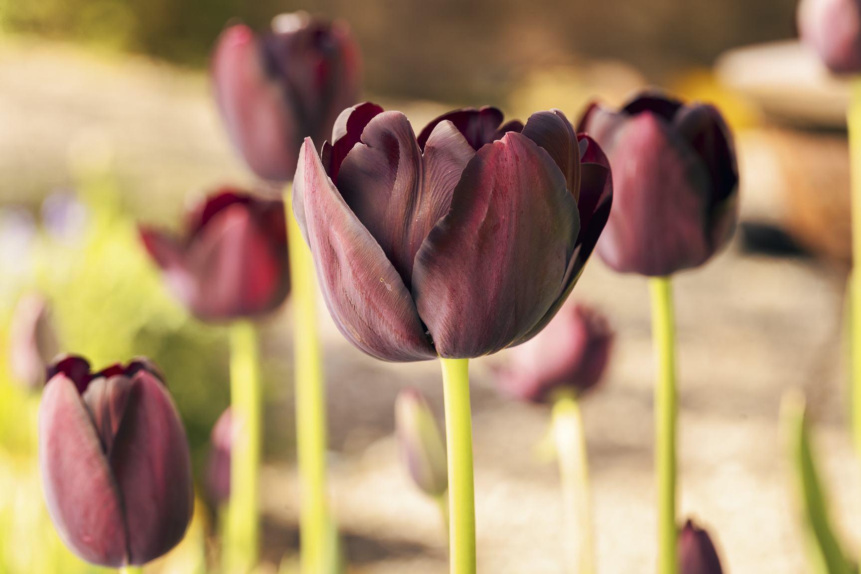 tulip fever – KDD & Co