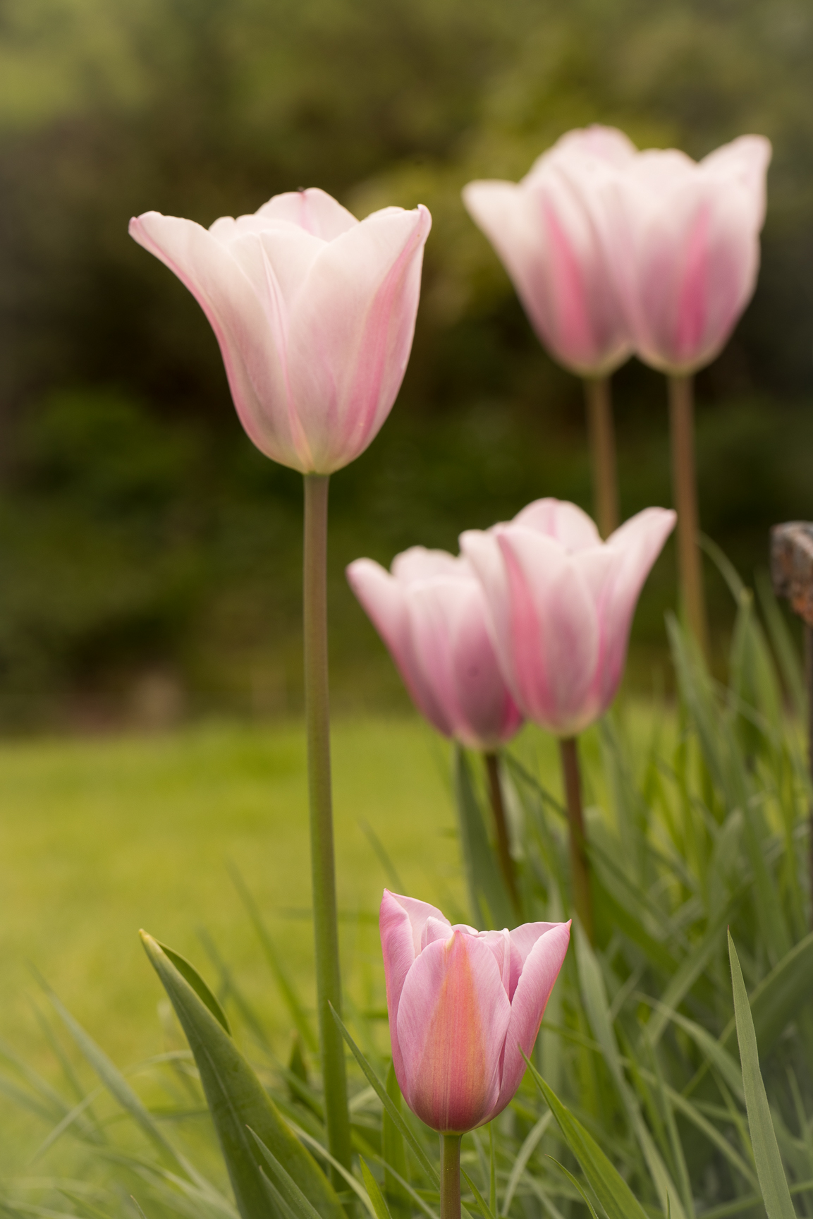 May Tulips-82 – KDD & Co