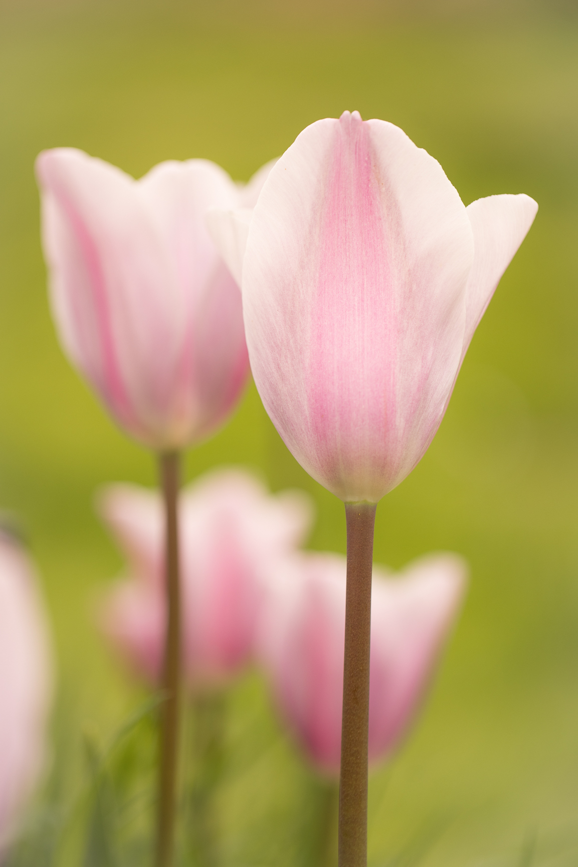 May Tulips-90 – KDD & Co