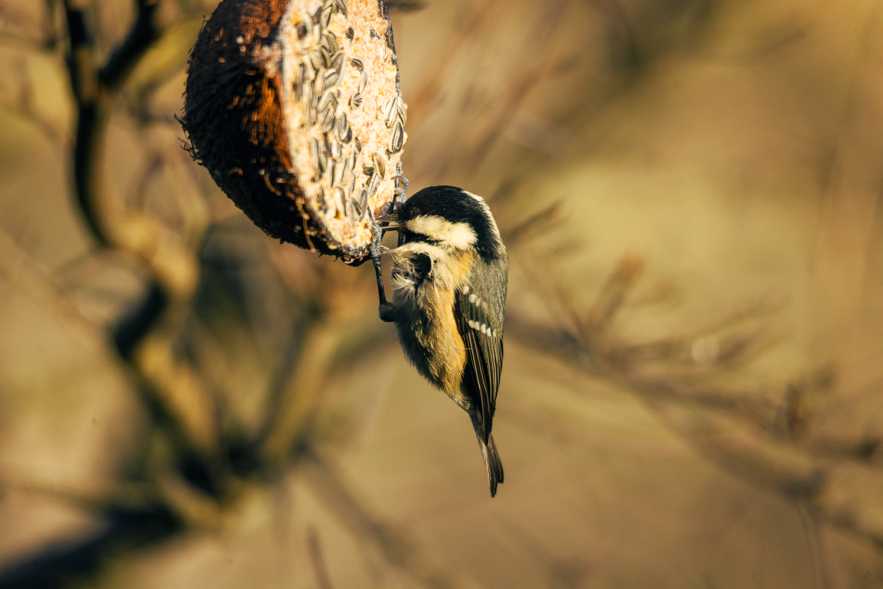 Mill Garden Birds 25-222 – Kate Davies